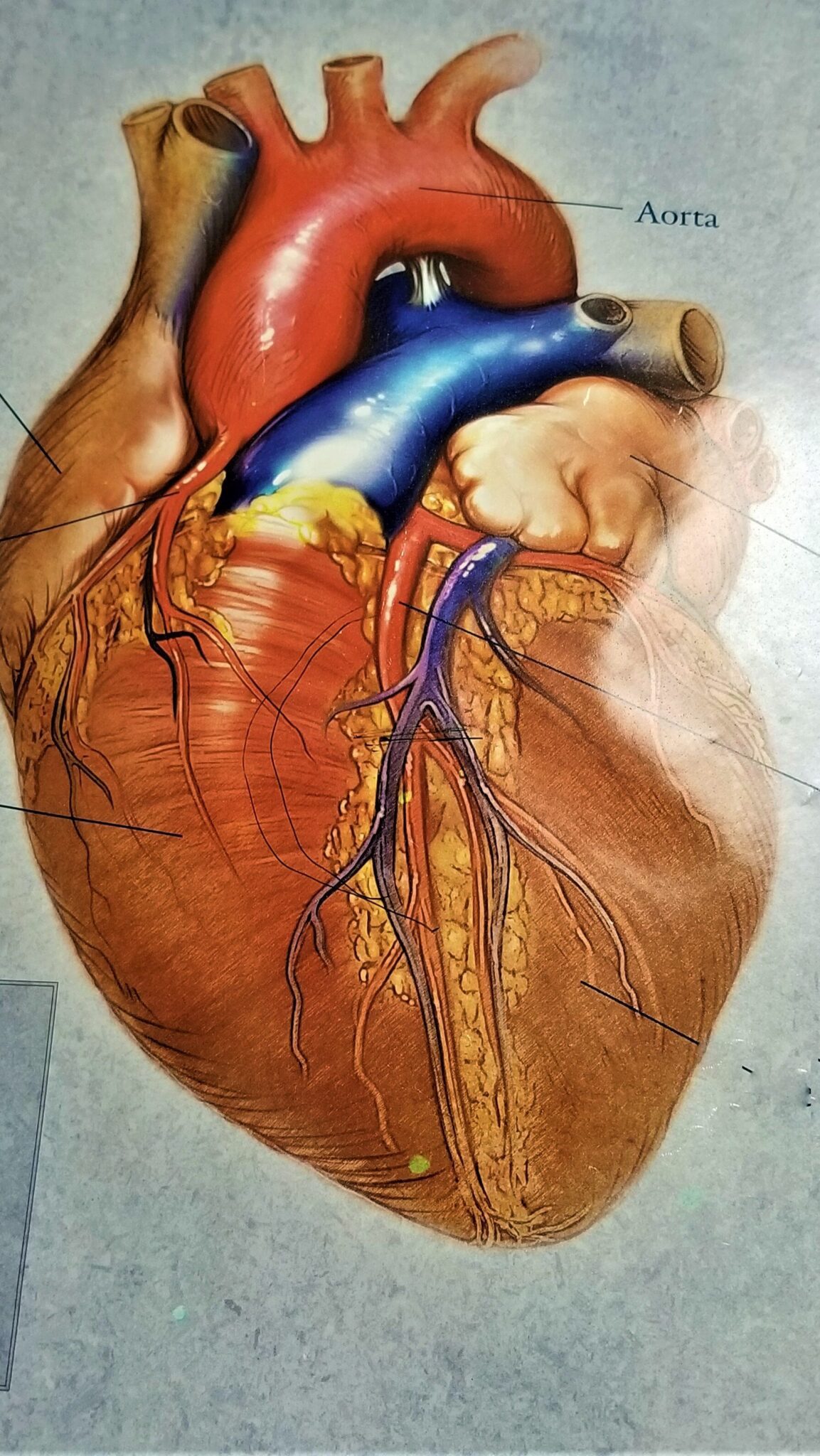 Biocompatible Coatings for Heart Valves: Enhancing Device Longevity